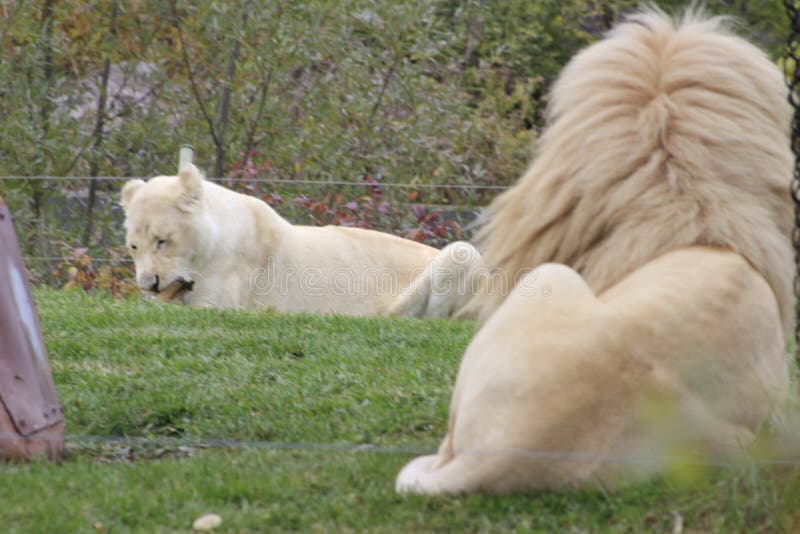 Male White Lion Nuzzling Lioness Stock Image - Image of africa, mammal ...