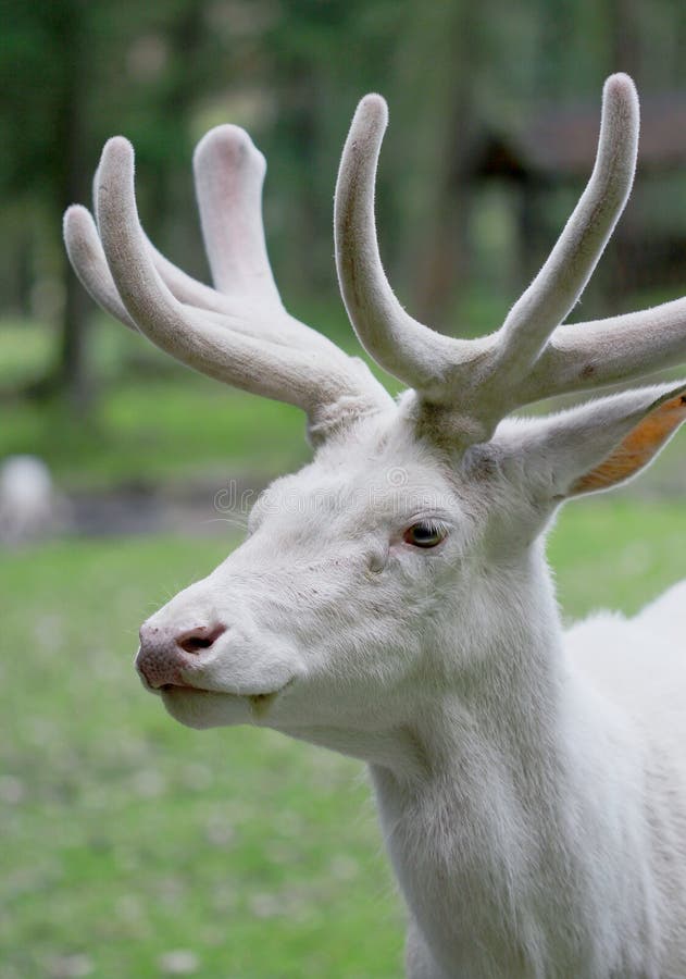 White Red Deer Searching for the Food in the Forest Stock Photo - Image ...