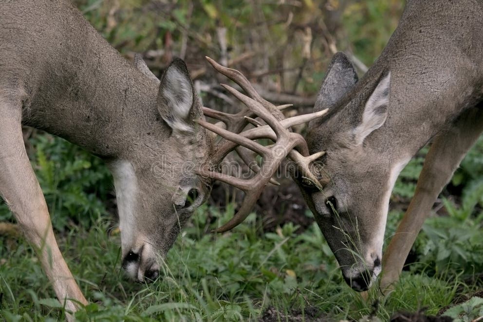 Male white tail deer stock image. Image of ears, hunting - 1317413