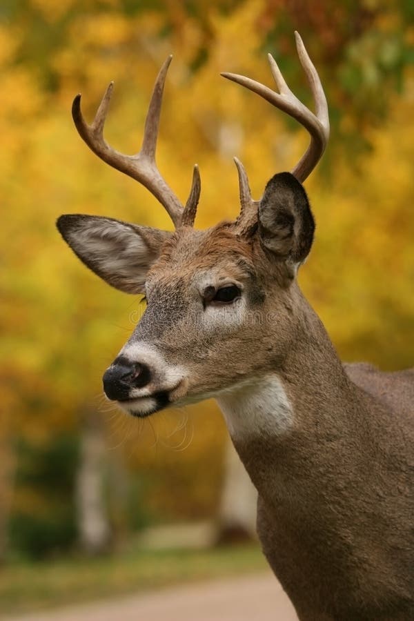 Male white tail deer stock photo. Image of country, hunting - 1317436