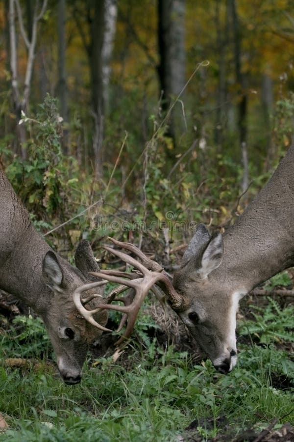 Male white tail deer stock photo. Image of horns, animal - 1317480