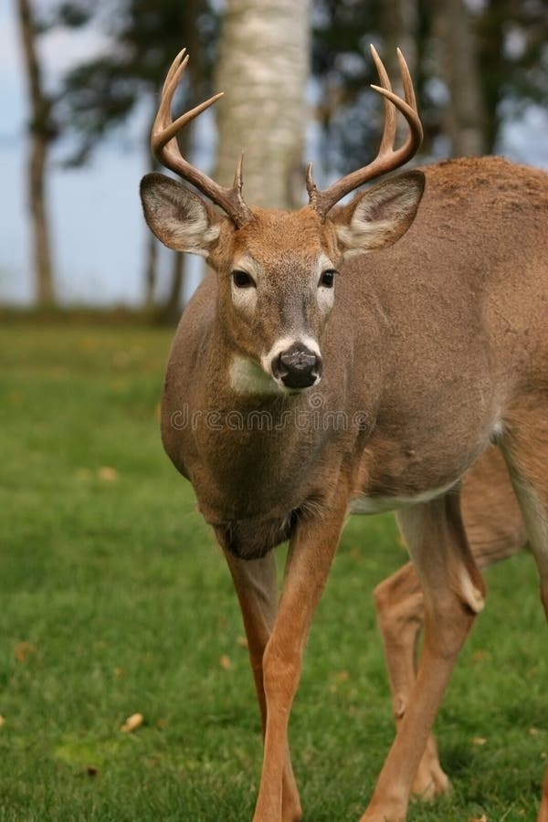 White tail buck deer stock image. Image of season, country - 2146621