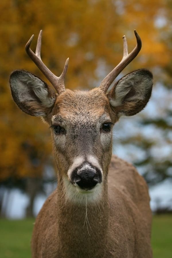 White tail buck deer stock image. Image of season, country - 2146621