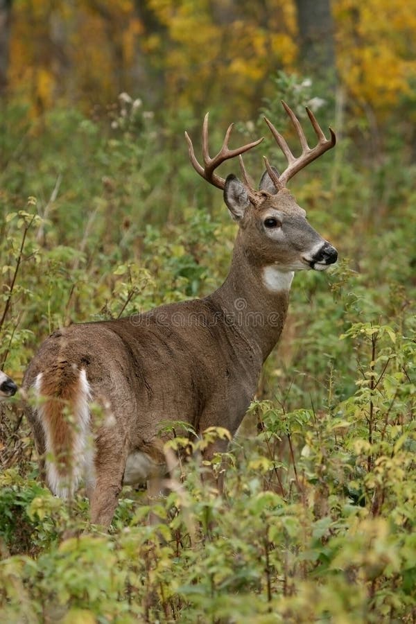 White tail buck deer stock image. Image of season, country - 2146621