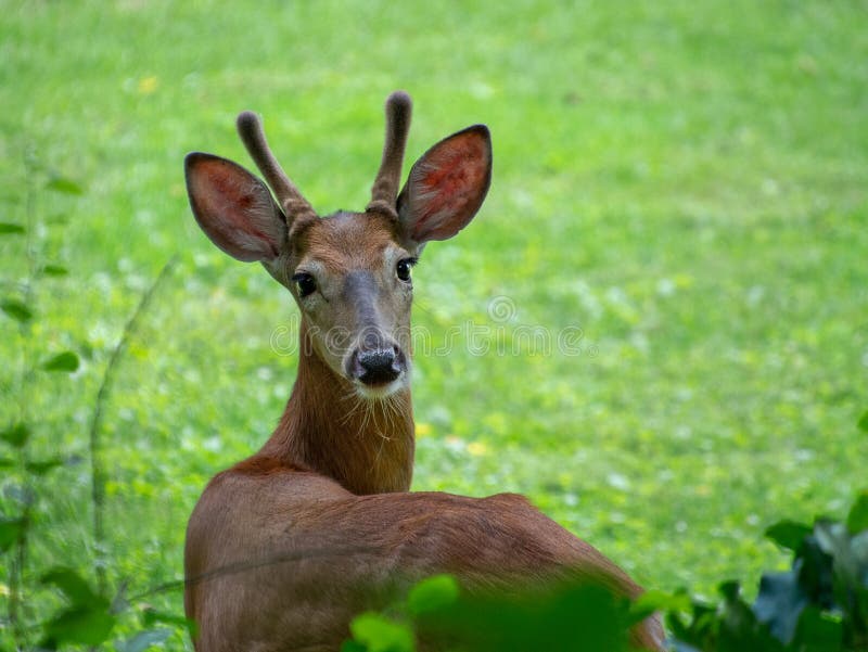 A Young Buck Deer Looking at Camera Stock Image - Image of wild ...