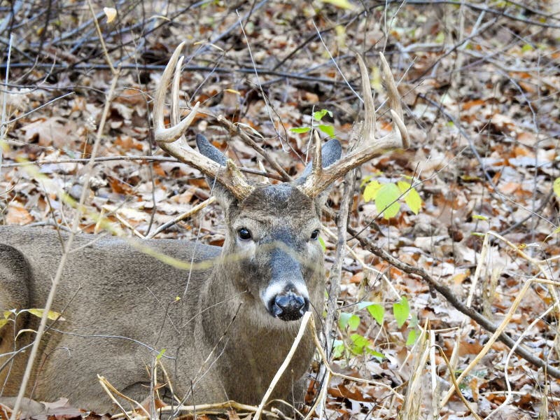 Male white tailed deer stock photo. Image of front, daylight - 82242260