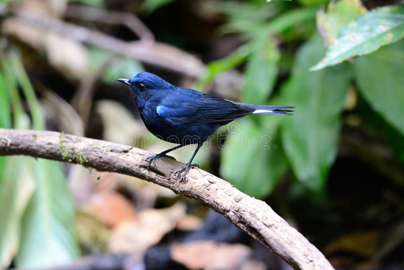 Male White-tailed Robin (Cinclidium Leucurum) Stock Photo - Image of ...