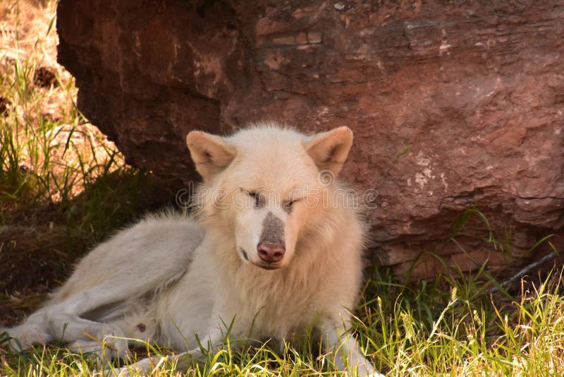 Male White Wolf Resting in the Shade Stock Photo - Image of creature ...