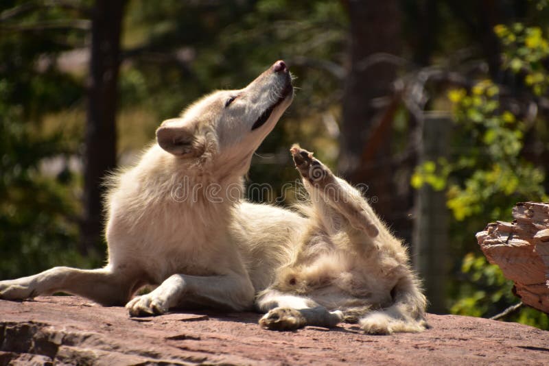 Male White Wolf Scratching with His Hind Leg Stock Image - Image of ...