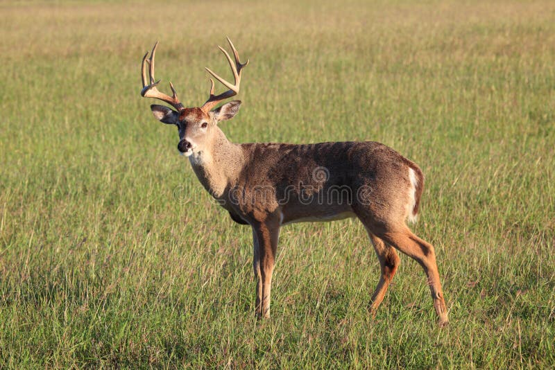 Male Whitetail Deer stock image. Image of horizontal - 13648791