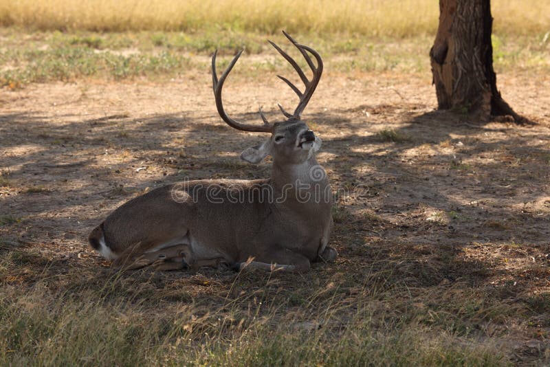 Male Whitetail Deer stock image. Image of nature, stretching - 27794317