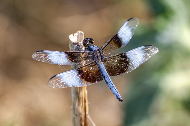 Male Widow Skimmer Dragonfly Resting on a Branch Stock Photo - Image of ...
