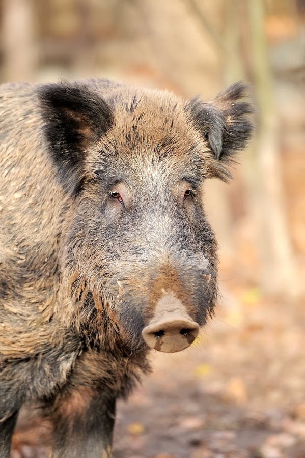 Male wild boar in autumn stock image. Image of hardy - 33616615