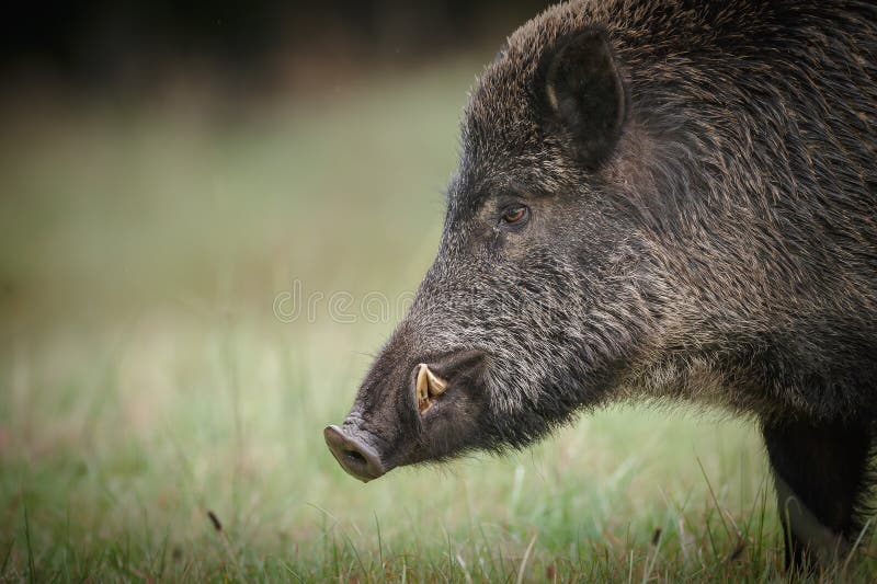 1,469 Wild Boar Tusks Stock Photos - Free & Royalty-Free Stock Photos ...