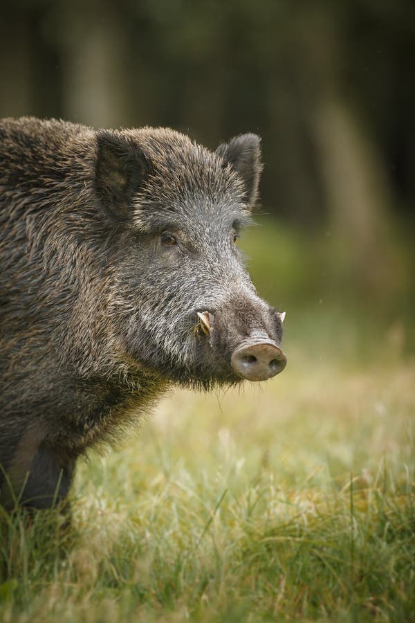 Male wild boar stock image. Image of isolated, scrofa - 60327593