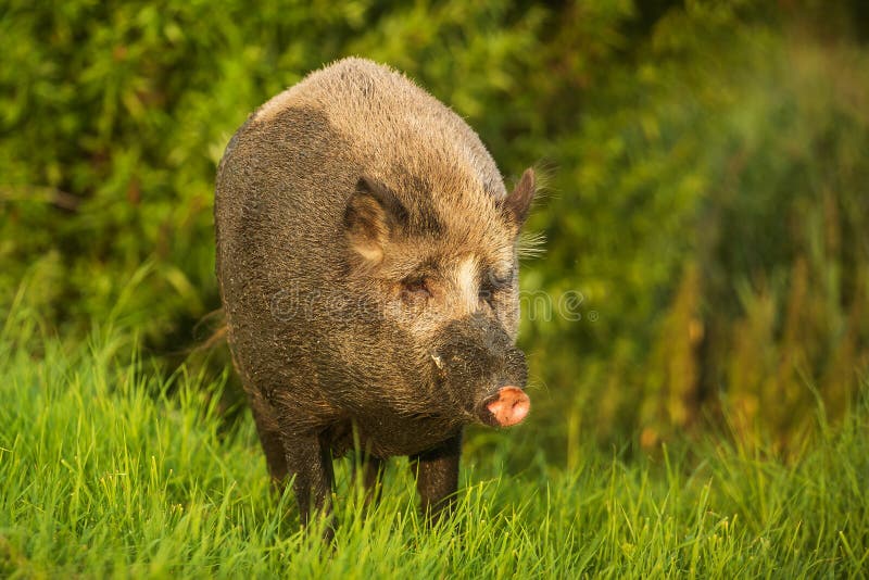 Male Wild Boar Sus Scrofa Portrait Partially Covered in Mud Stock Photo ...