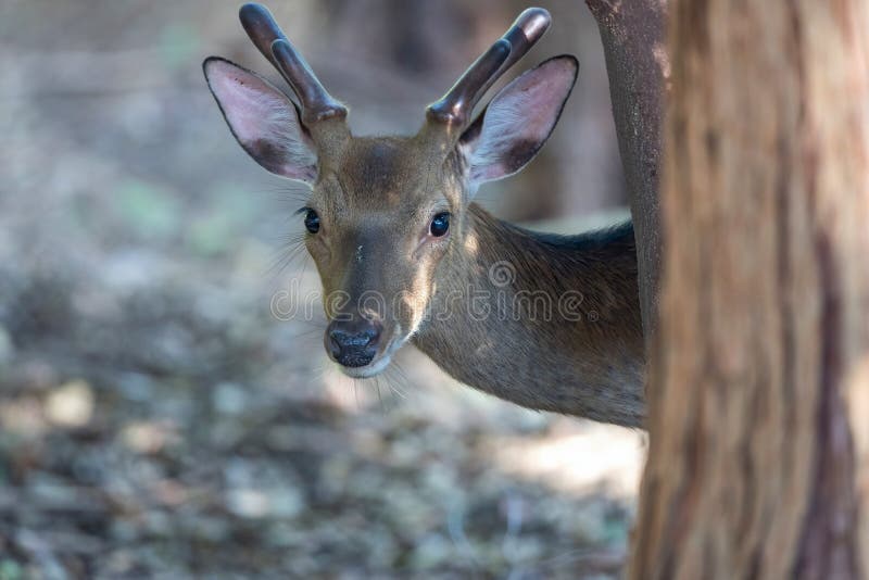 Male Wild Sika Deer in Japanese Forest. Stock Image - Image of creature ...