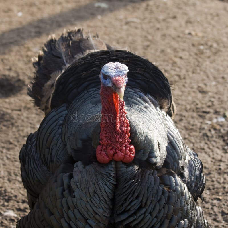 A white turkey stock photo. Image of turkey, birds, domestication ...