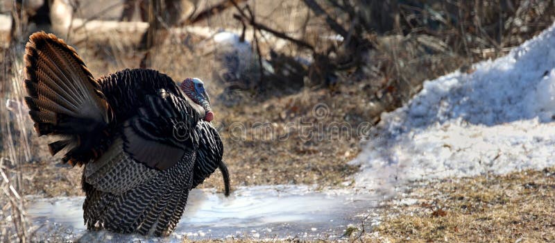 Male Wild Turkey in Nature during Spring Stock Photo - Image of field ...