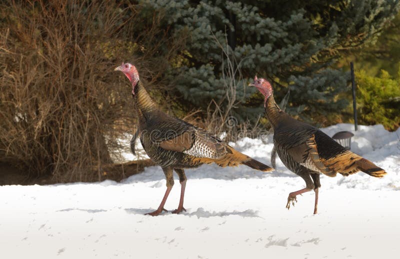 Male turkey fighting stock photo. Image of iridescent - 8834664