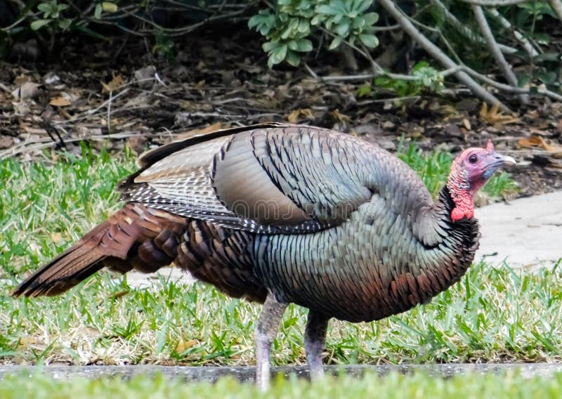 Male Wild Turkey watching stock image. Image of wild - 287297659