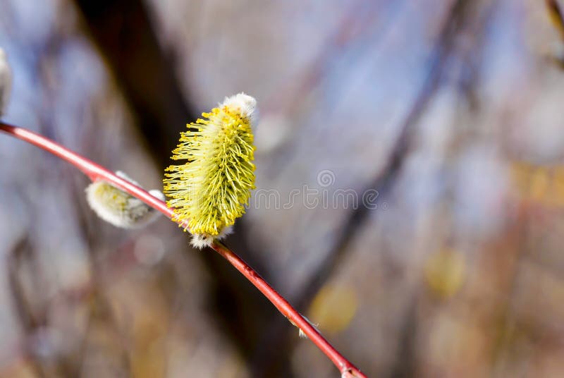 Male Willow Flower stock image. Image of botanical, fluffy - 89688343