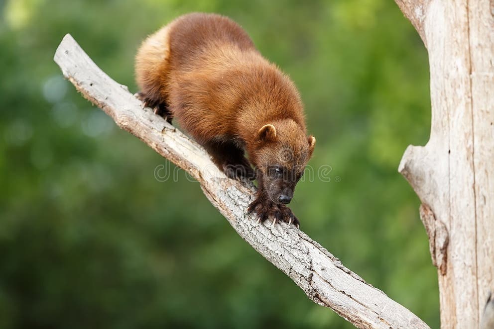 Wolverine Gulo Gulo Crawling Upside Down Stock Image - Image of gulo ...
