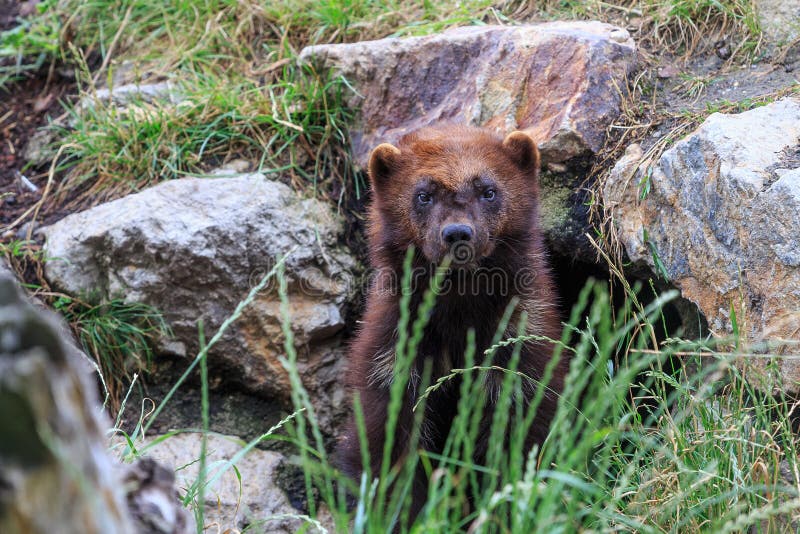 Wolverine Gulo Gulo Fiercely Showing His Teeth Stock Photo - Image of ...