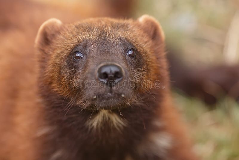 Wolverine Gulo Gulo Fiercely Showing His Teeth Stock Photo - Image of ...