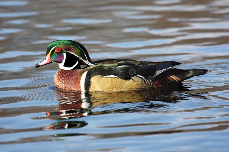 Male Wood Duck (aix Sponsa) Stock Image - Image of nature, birds: 7035149