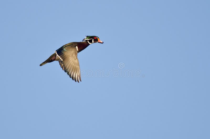 Male Wood Duck Flying Against a White Background Stock Photo - Image of ...