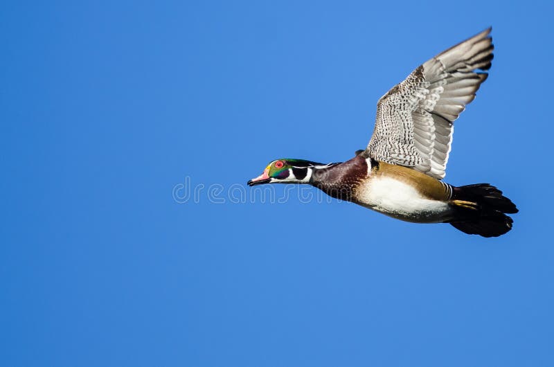 Male Wood Duck Flying in a Blue Sky Stock Image - Image of soaring ...