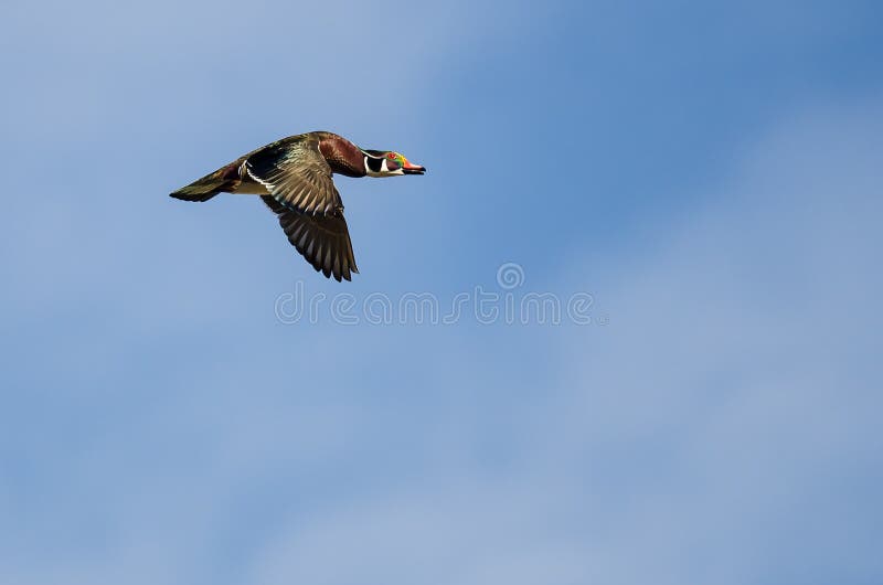 Male Wood Duck Flying Against a White Background Stock Photo - Image of ...