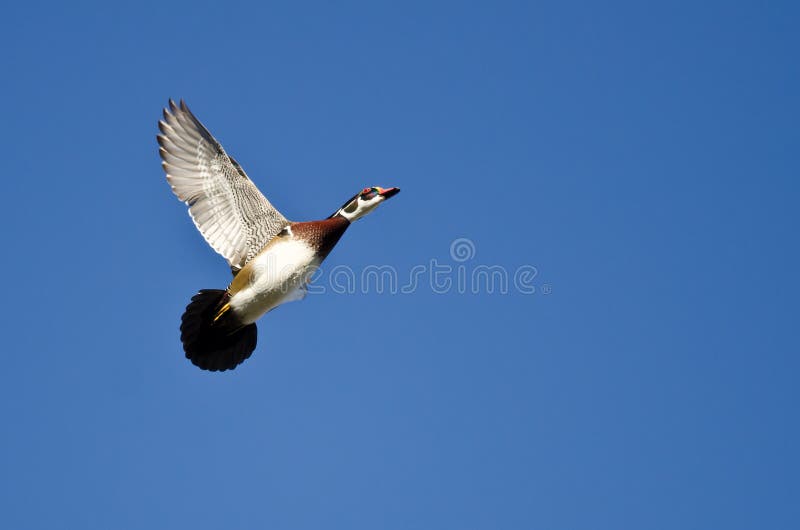 Male Wood Duck Flying in a Blue Sky with Tail Flared Stock Image ...