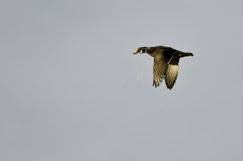 Wood Duck Flying in an Overcast Sky Stock Photo - Image of flying ...