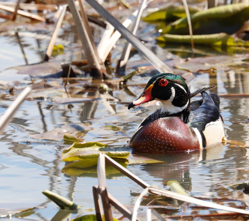 634 Dead Duck Stock Photos - Free & Royalty-Free Stock Photos from ...