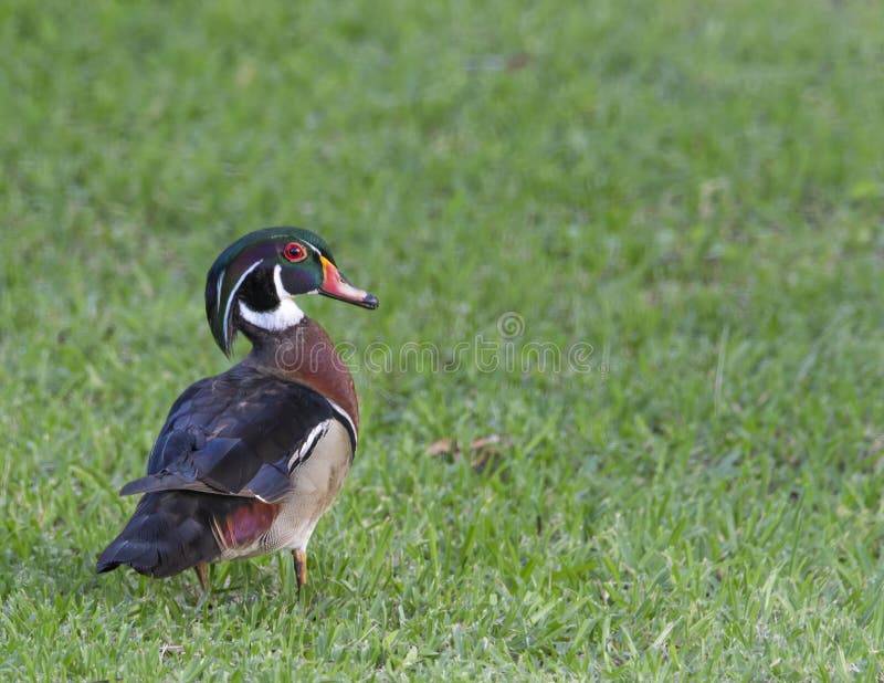Male Wood Duck stock image. Image of animal, perched - 331280945