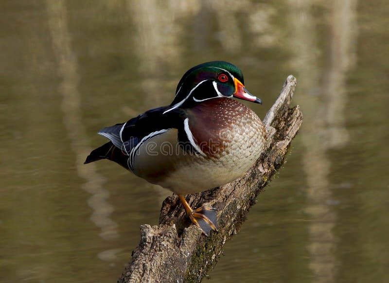 Male Wood Duck stock image. Image of birding, nature - 64097589