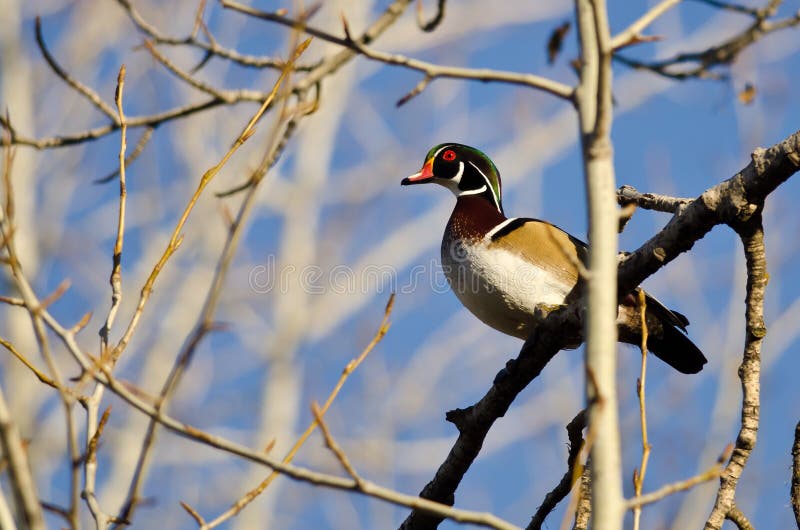 Male Wood Duck Perched in a Tree Stock Photo - Image of male, perched ...