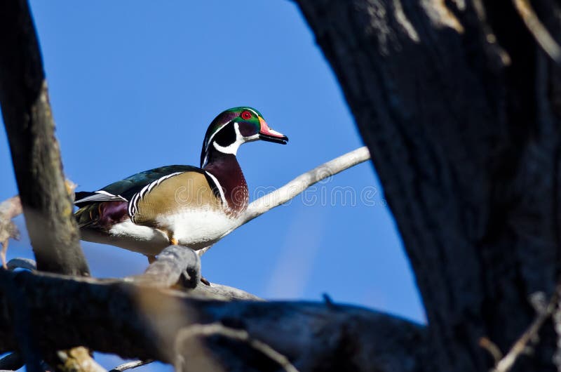 Male Wood Duck Perched in a Tree Stock Image - Image of animal, male ...