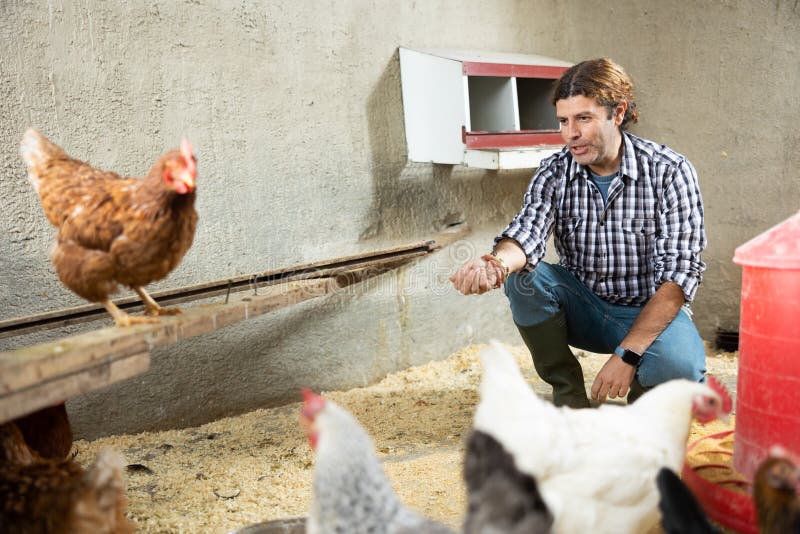 Male Worker Farm Feeding Hens in Chicken Coop Stock Photo - Image of ...