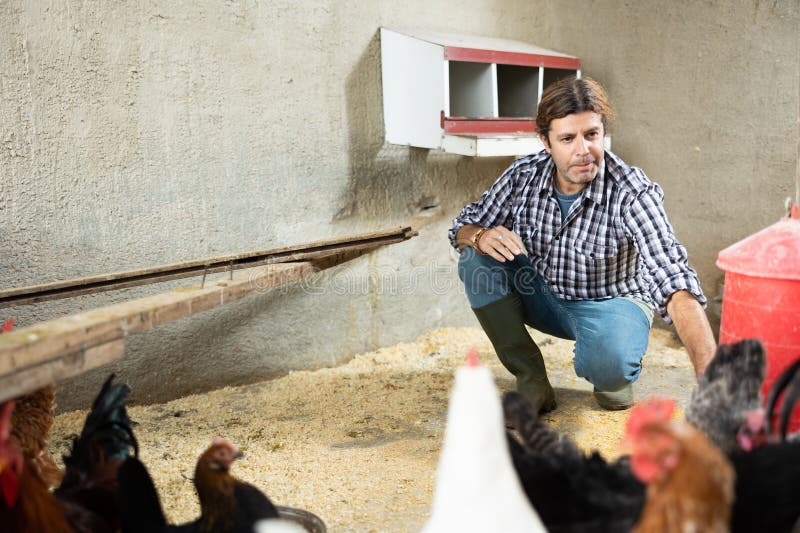 Male Worker Farm Feeding Hens in Chicken Coop Stock Photo - Image of ...