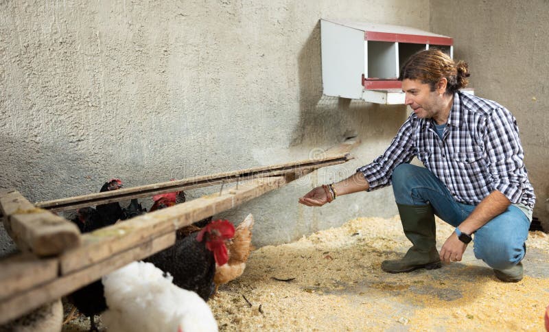 Male Worker Farm Feeding Hens in Chicken Coop Stock Photo - Image of ...
