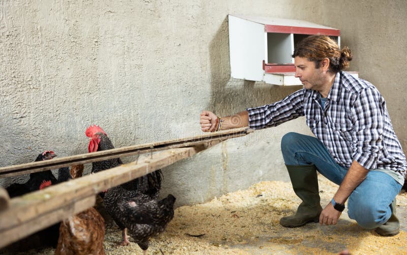 Male Worker Farm Feeding Hens in Chicken Coop Stock Image - Image of ...