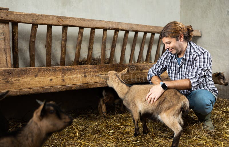 Male Worker Feeding Goats at Livestock Farm Stock Photo - Image of ...