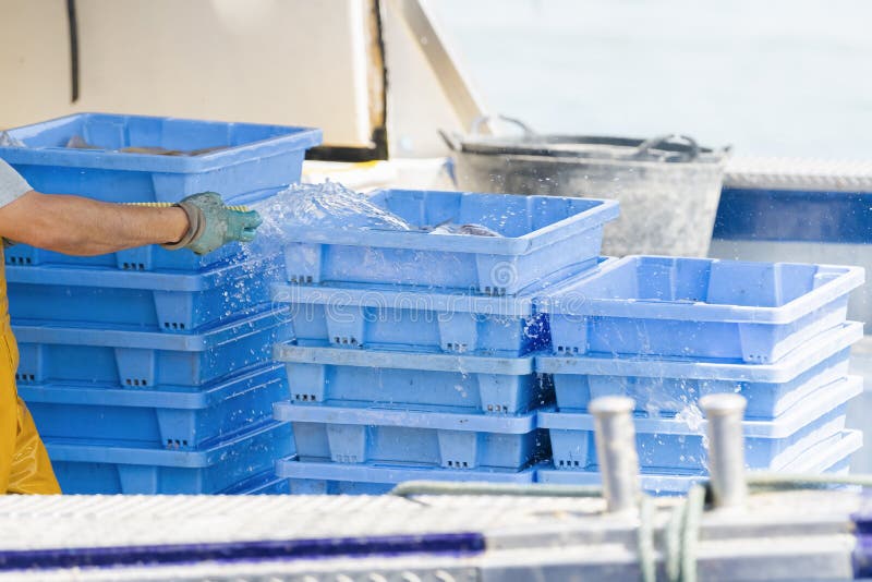 Male Worker Filling Fish Market Boxes with Water Using a Hose Stock ...