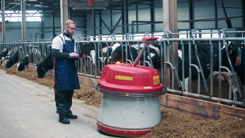 Male Worker is Operating a Robotic Feed Pusher in a Cowshed Stock ... Male Worker is Operating a Robotic Feed Pusher in a Cowshed Stock ...