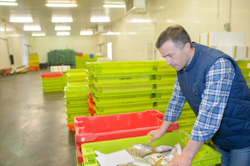 Male worker packing food stock photo. Image of warehouse - 218240018