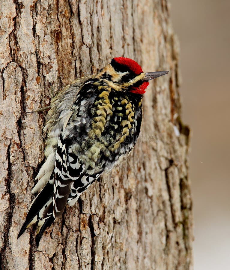 Male Yellow-bellied Sapsucker Stock Image - Image of closeup, backyard ...