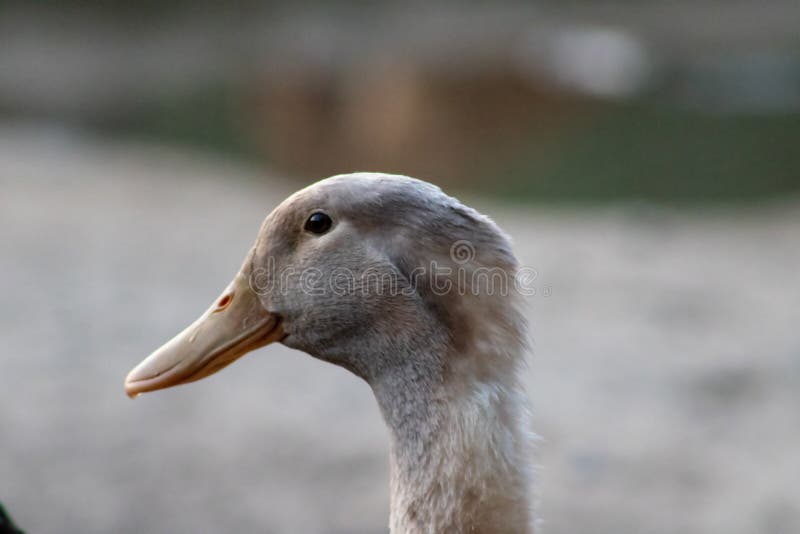 Male Yellow Swedish Duck Head Shot Stock Image - Image of side, orange ...